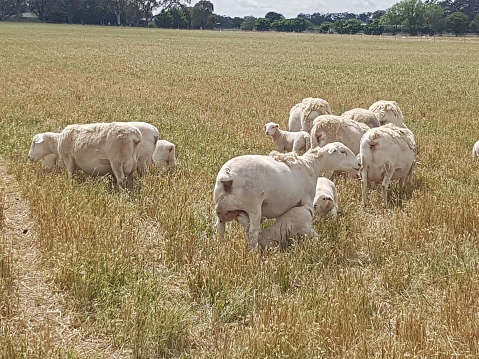 Ultra Whites – BULMAR