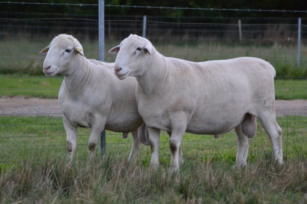 Ultra Whites – BULMAR